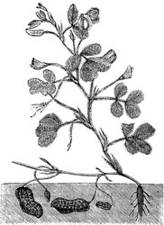 Peanut Plant Diagram