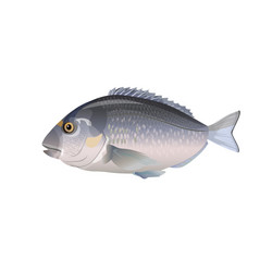 Gilt-head bream fish Royalty Free Vector Image