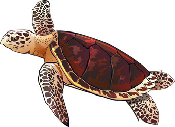 Turtle Vector Images (over 31,000)