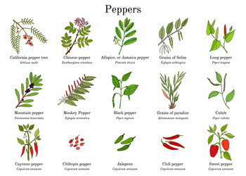 Cayenne pepper elements set Royalty Free Vector Image