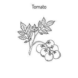 Fresh tomato cartoon Royalty Free Vector Image