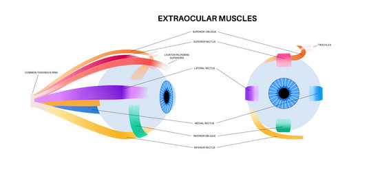 Extraocular muscles anatomy Royalty Free Vector Image