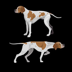 English pointer dogs Royalty Free Vector Image