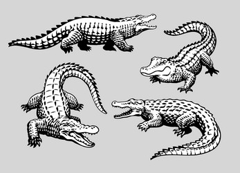 Hand drawn of crocodile angry Royalty Free Vector Image