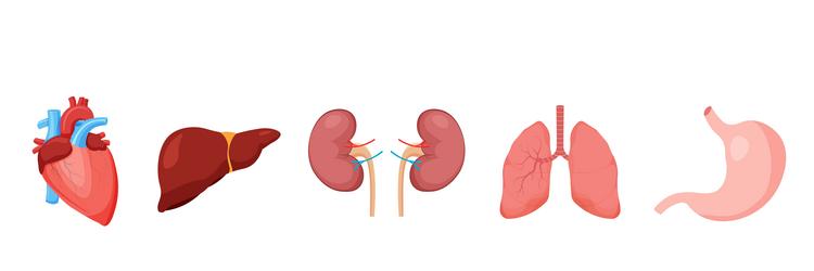 Healthy lungs - human internal organ Royalty Free Vector