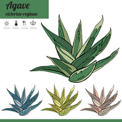 Agave plant sketch engraved Royalty Free Vector Image