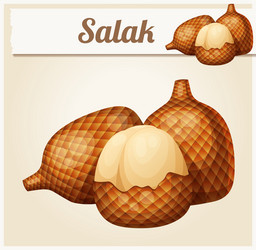 Salak fruit Royalty Free Vector Image - VectorStock
