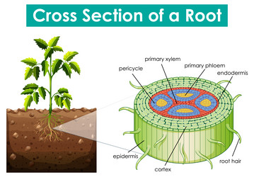 Cross Section in Plant Root Vector Images (over 120)
