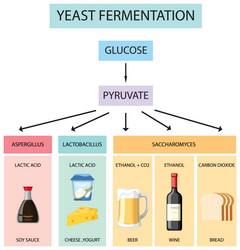 Yeast fermentation and product infographic Vector Image