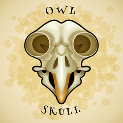 Owl Skull Vector Images (over 2,700)
