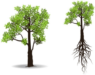 Bare trees with roots silhouettes Royalty Free Vector Image