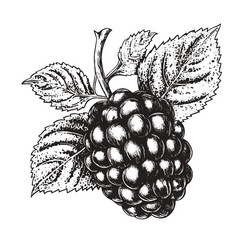 Boysenberry drawing isolated hand drawn object Vector Image