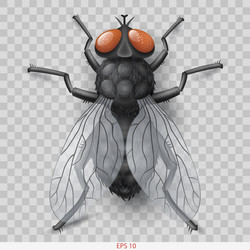 Fly Vector Images (over 800,000)