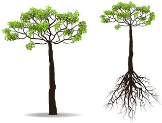 Tree with leaves and roots simple Royalty Free Vector Image