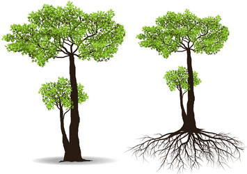 Big tree with root Royalty Free Vector Image - VectorStock