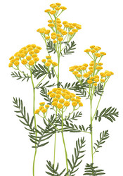 Bitter Symbol Vector Images (over 3,100)