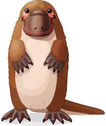 Monotremes Vector Images (72)