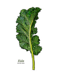 Nutrition facts kale hand draw sketch Royalty Free Vector