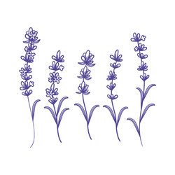 Lavanda Vector Images (over 230)
