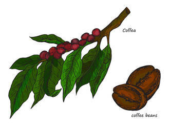 Coffee Tree Drawing Vector Images (over 2,600)