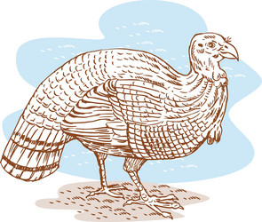 Turkey Vector Images (over 74,000)