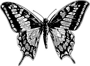 Swallowtail butterfly Royalty Free Vector Image