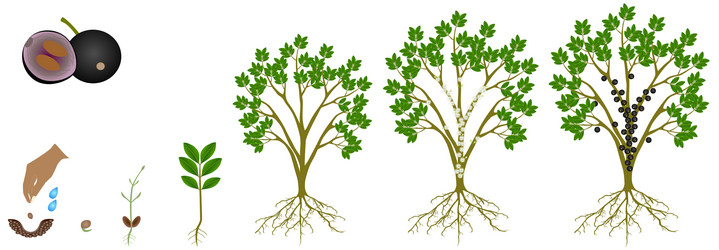 Fruit Life Cycle Vector Images (over 470)