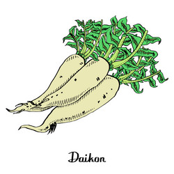 Calligraphy daikon hand-drawn poster Royalty Free Vector