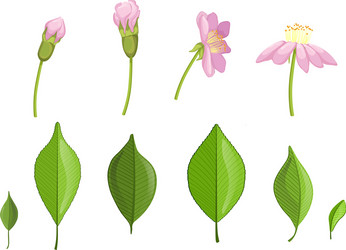 Flower Bloom Process Vector Images (over 260)