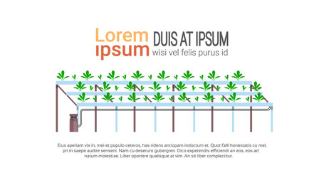Isometric vegetable hydroponic system modern Vector Image