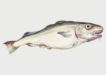 Cod Atlantic Drawing Vector Images (56)