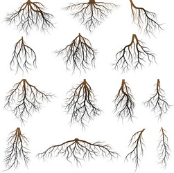 Set of contour trees with roots beautiful Vector Image