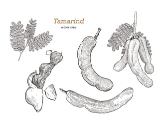 Tamarind Vector Images (over 1,200)