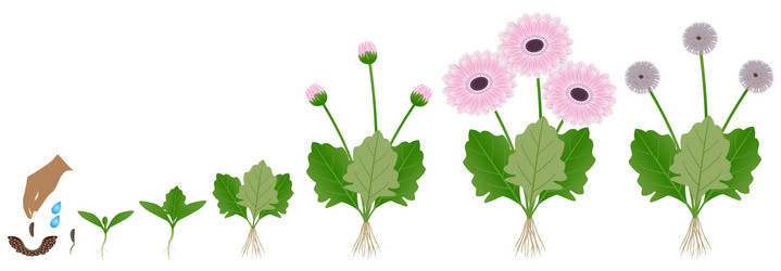 Cycle of growth of pink hydrangea Royalty Free Vector Image