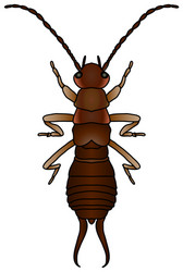 Forficula auricularia earwig sketch Royalty Free Vector