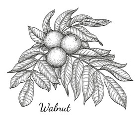 Walnut Drawing