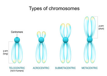 Chromatin Vector Images (over 100)