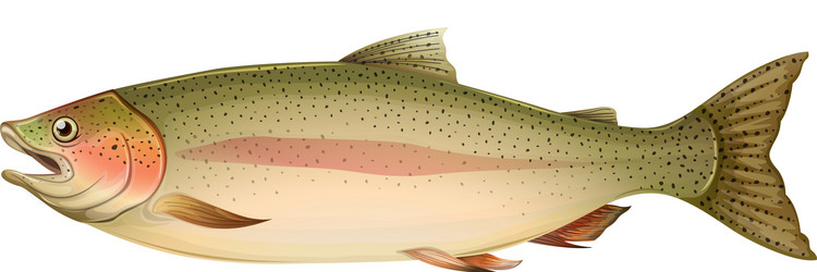 Brown Trout Vector Images (over 180)