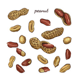 Shea nut butter Royalty Free Vector Image - VectorStock