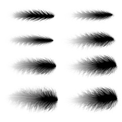 Feather Boa Vector Images (95)