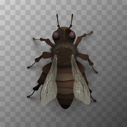 Fly insect icon Royalty Free Vector Image - VectorStock