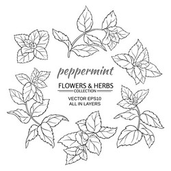 Peppermint branch leaves outline Royalty Free Vector Image