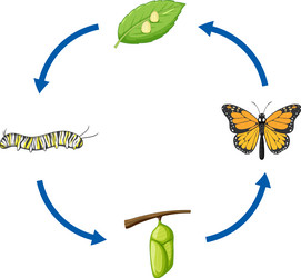 Butterfly Life Cycle Vector Images (over 540)