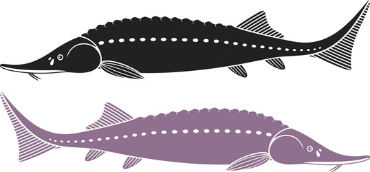 Sturgeon Royalty Free Vector Image - VectorStock