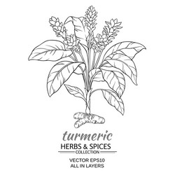 Turmeric Vector Images (over 2,700)