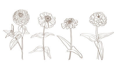 Zinnia Drawing