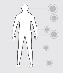 Male body Royalty Free Vector Image - VectorStock