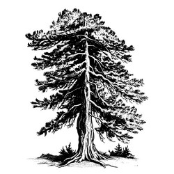 Cedar drawing isolated hand drawn object engraved Vector Image