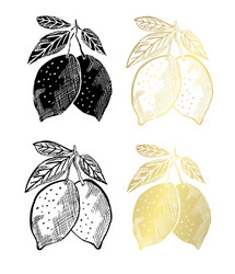 Hand drawn golden fruits set Royalty Free Vector Image
