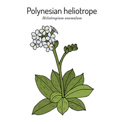 Heliotrope Flower Drawing